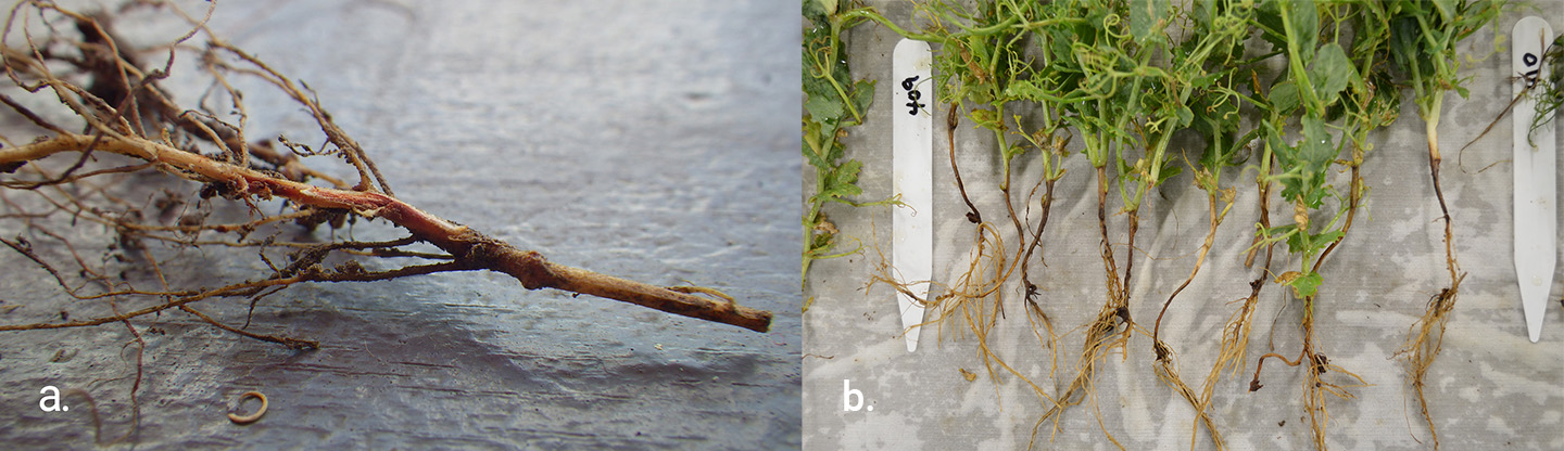 Root Rot Complex - Root Rot Task Force