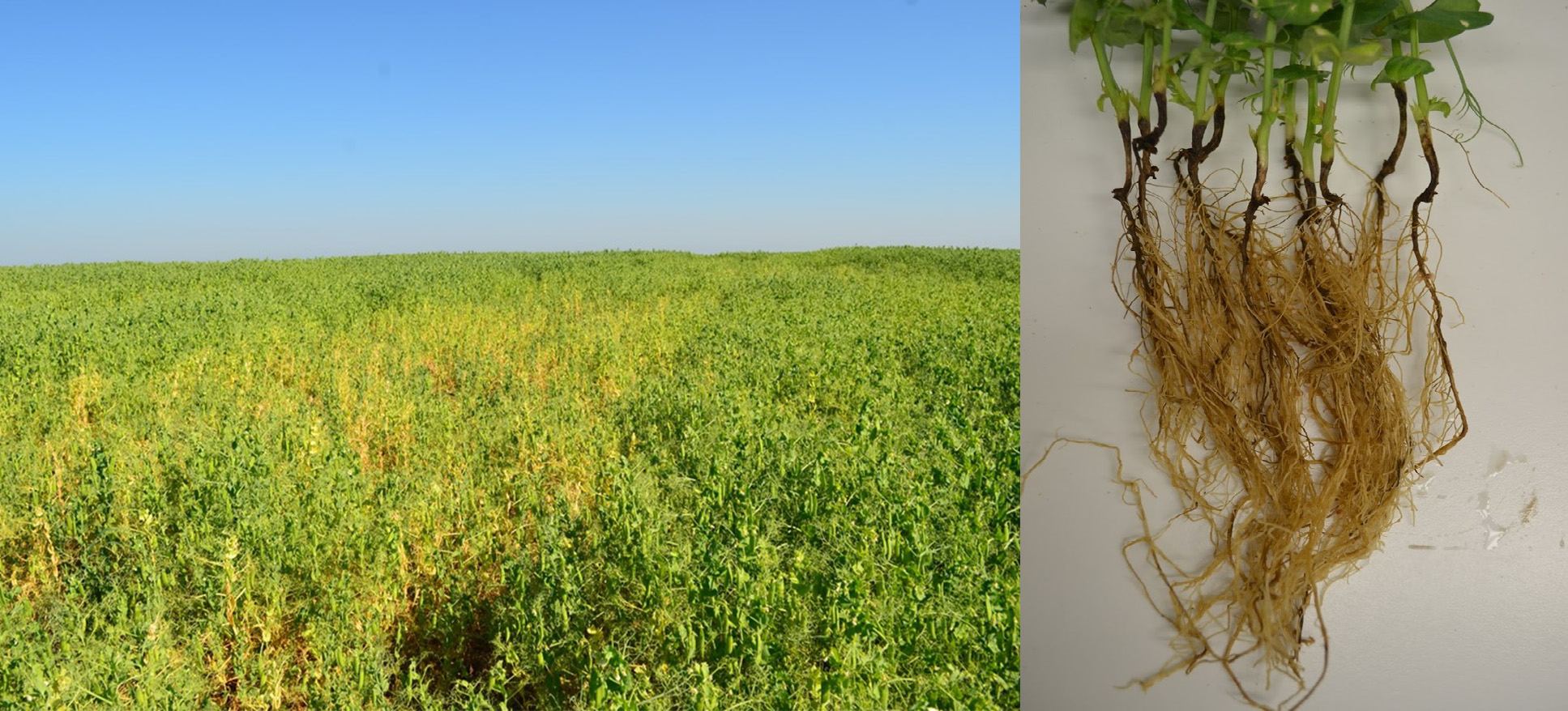 Fusarium Diagnostics - Root Rot Task Force